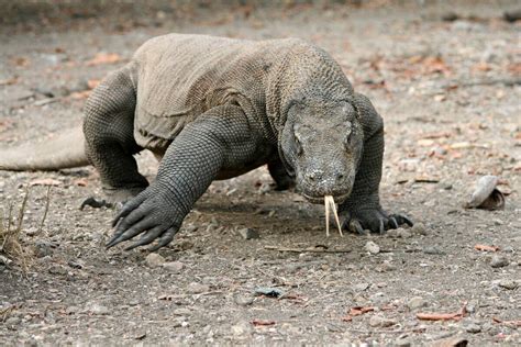 Inside The Life Of The Komodo Dragon The Worlds Largest Lizard