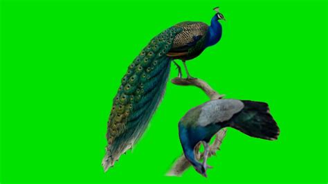 Green Screen Peacocks Youtube