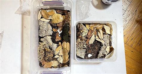 Assembling Some Isopod Enclosures Album On Imgur