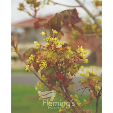 Maple Taggerty Sunset Guildford Garden Centre