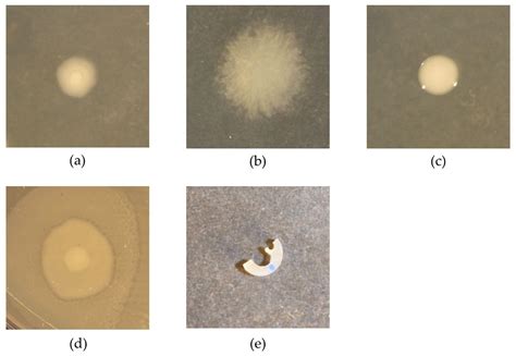 Enterococcus Faecalis Colony Morphology