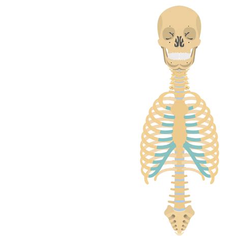 Axial Skeleton Photographs Of The Axial Skeleton Of The Port Louis A