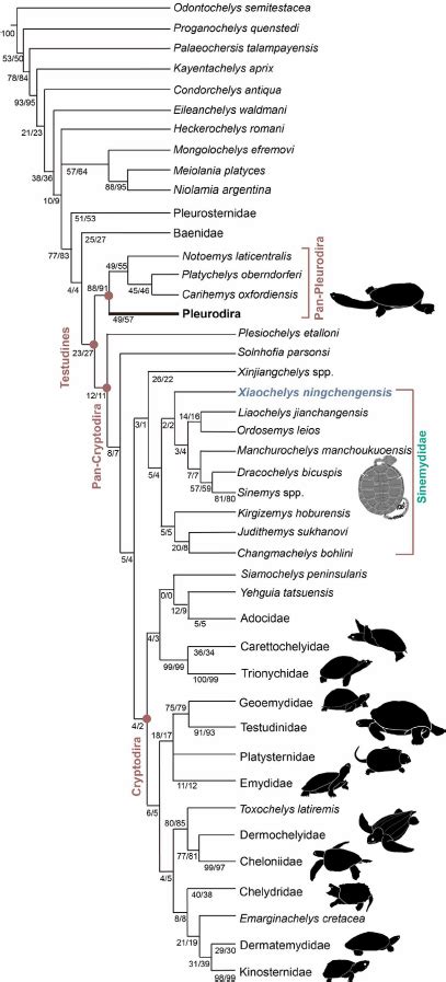 Simplified Strict Consensus Tree Of The Global Turtle Phylogenetic Download Scientific Diagram