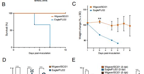 高致病性禽流感h5n1出现爆炸性跨洲传播腾讯新闻