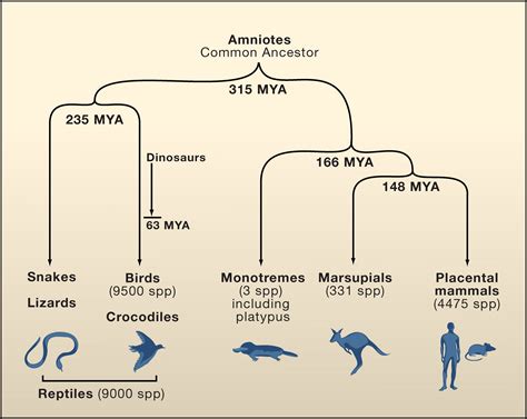 The Platypus Genome Unraveled Cell