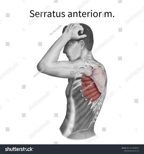Serratus Anterior Muscle Pain