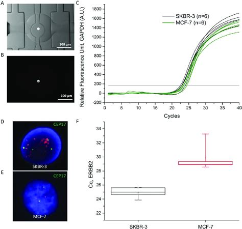 On Chip Single Cell Whole Genome Amplification A Bright Field Download Scientific Diagram