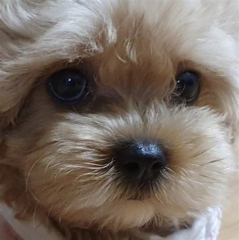 말티푸 크기 성장 과정 유부 4 개월 성장 모습~ 네이버 블로그