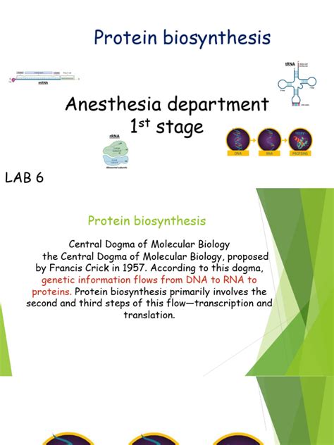 Lab 6 Pdf Genetic Code Translation Biology
