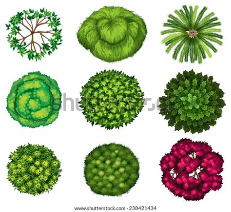 Top Trees Stock Vector Royalty Free 238421434 Shutterstock