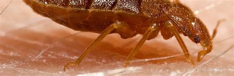 Bedwantsen Beet Herkennen En Behandelen 🛌🏻 Tips En Fotos