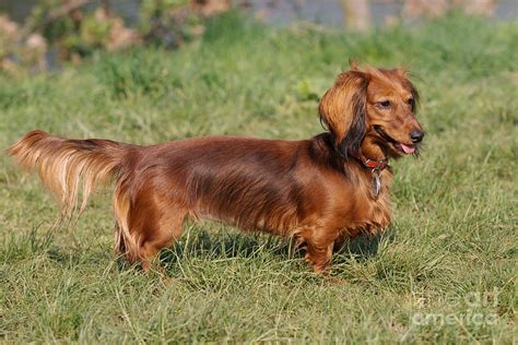 Long Haired Dachshund Mix