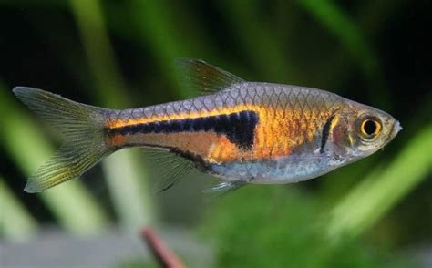 Topick Aquarium Lambchop Rasbora