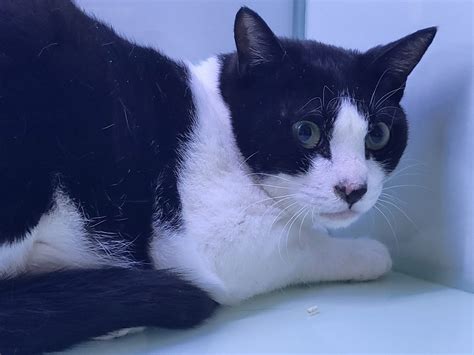 코리안숏헤어 막고 요크셔테리어무료입양사이트 웰시코기무료입양사이트 이탈리아그레이하운드무료입양사이트 치와와무료입양사이트 코카스파니엘무료입양사이트 폼스키무료입양사이트 폼치무료입양