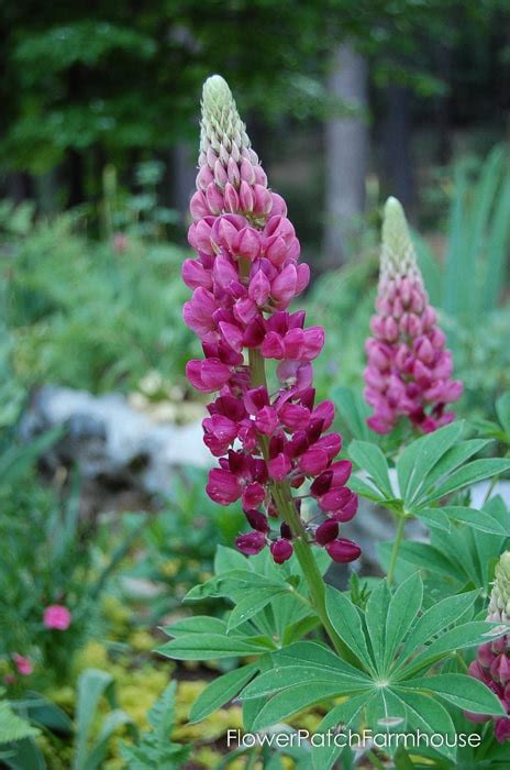 Grow Gorgeous Lupines Your Easy Guide To Growing Lupine Flowers