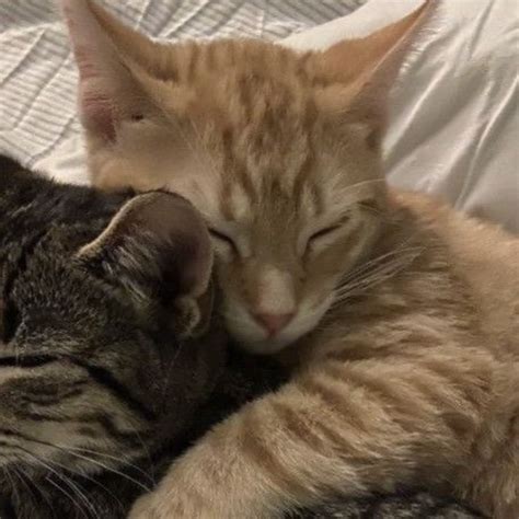 Ana Júlia Adlı Kullanıcının Cat Match Pfp Panosundaki Pin Kedi Çift