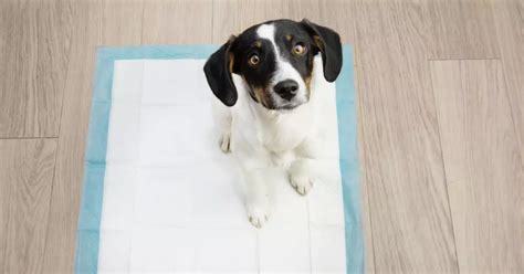 Mastering Housetraining A Comprehensive Guide For New Puppy Owners