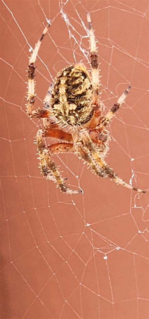 What Is This Big Ol Spider R Whatsthisbug