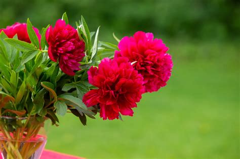 Nipp Nii Toimetades Püsivad Pojengid Vaasis Vähemalt Nädala