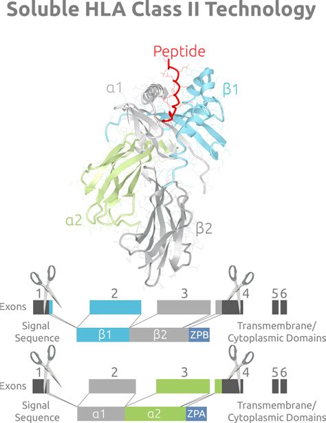 soluble hla class ii proteins pure protein llc