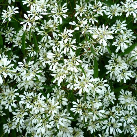 Snowflake Queensland Gardening Pages Plants And Gardens In Brisbane And Qld