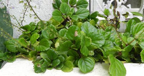 Conoce Todo Sobre La Planta Del Dinero Plectranthus Verticillatus