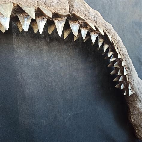 58 Ft Life Size Megalodon Shark Jaw Replica 3 Rows Of Teeth Museum