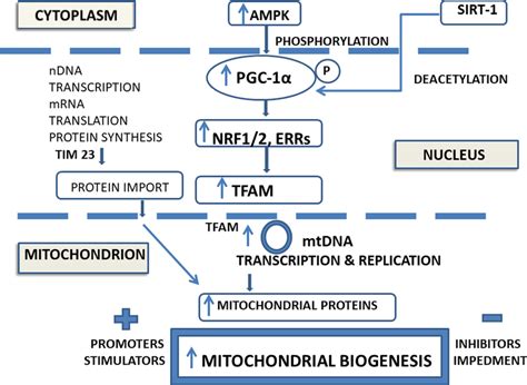 Mitochondrial Biogenesis In Brief The Central Role Of Pgc‐1α Download Scientific Diagram