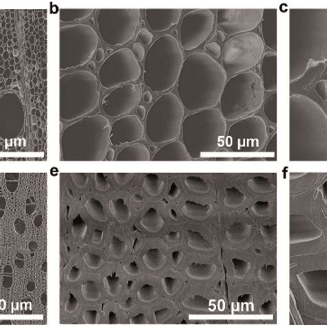 Fe Sem Micrographs At Different Scales Of Balsa A B And C And Download Scientific