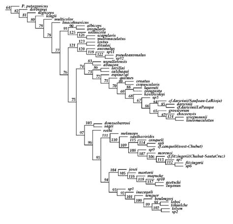 Resultant Tree With Binary Polymorphic Characters Were Analyzed Like