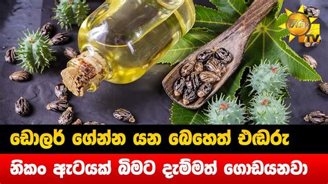 ඩොලර් ගේන්න යන බෙහෙත් එඬරු නිකං ඇටයක් බිමට දැම්මත් ගොඩයනවා Hiru