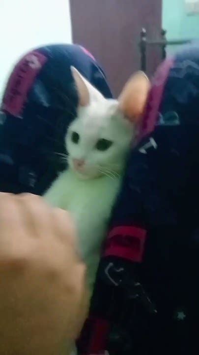 Cute Cat Dance 😺😻🐈toca Toca Youtube