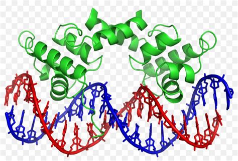 Transcription Factor Dna Binding Domain Dna Binding Protein Png