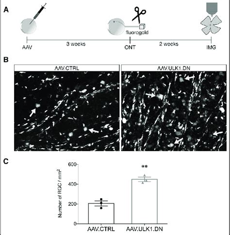 Aav Ulk1 Dn Increases Rgc Survival After Optic Nerve Transection A Download Scientific Diagram