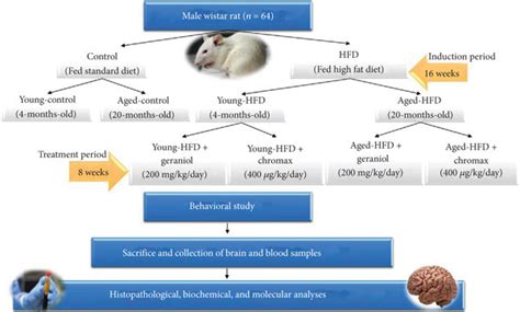 Group Classification And Study Design Download Scientific Diagram