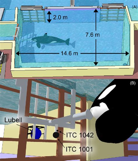 Figure 2 From Auditory Masking In Killer Whales Orcinus Orca