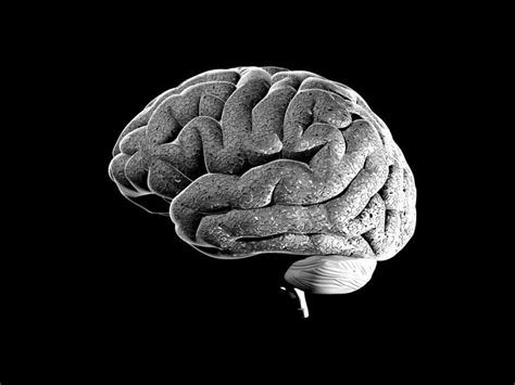 Brain Structure May Play Key Role In Psychosis Brain Structure Brain