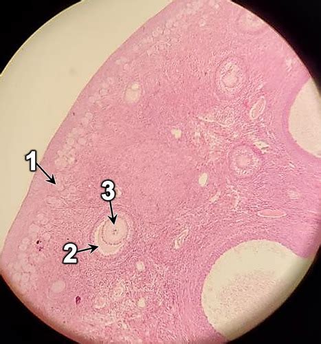 Female Reproductive Histology Flashcards Quizlet
