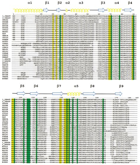 sequence alignment of aprtases from 33 species using the clustalx