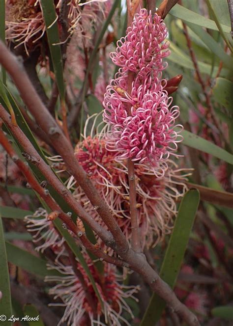 Plantfiles Pictures Hakea Species Grass Leaf Hakea Hakea