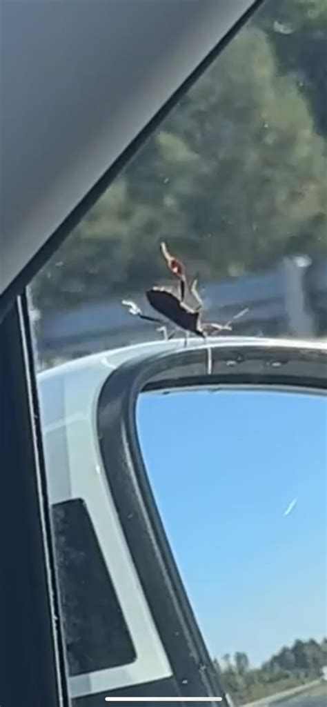 What Bug Is This R Bugidentification