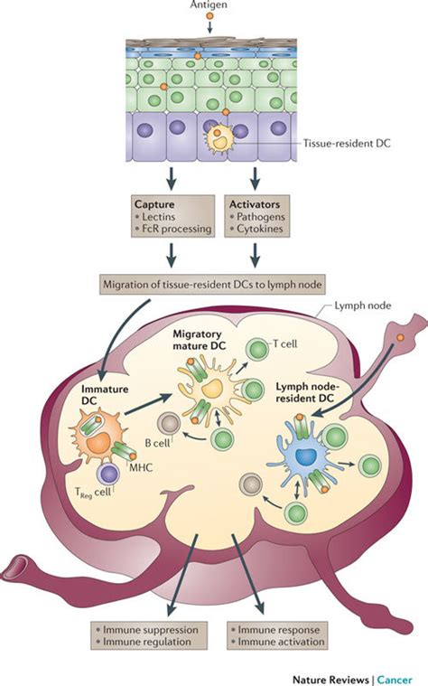 Palucka K And Banchereau J Cancer Immunotherapy Via Dendritic Cells Nat Rev Cancer 12 265