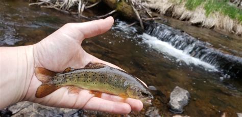 Apache Trout With Typical Apache Trout Habitat
