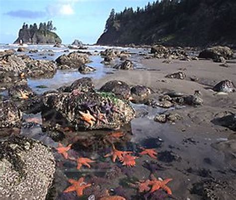 Rocky Intertidal Zones