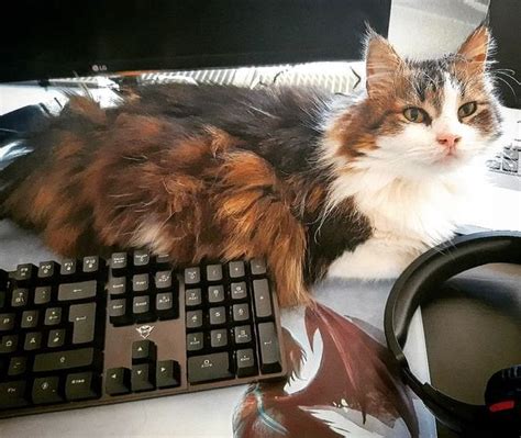 Loki And Keyboard R Catsonkeyboards