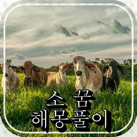 소 꿈해몽 소가날뛰는꿈 죽이는 죽는꿈 타는 싸우는 소고기 목장에있는 갈색소 검은소 소를쫓는꿈