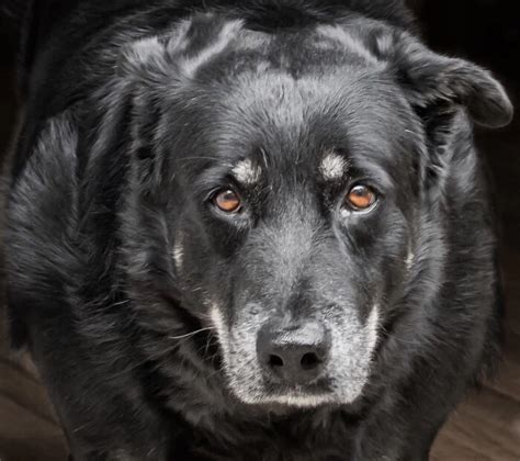 چرا من سگ ها رو دوست دارم این تصاویر از سگ ها روز شما را زیباتر میکنند