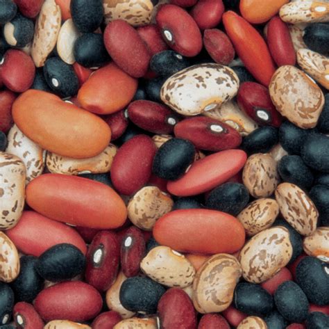 Dry Beans Kaggle