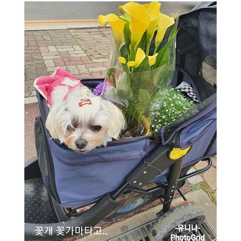 고요속의 외침 마음에 머물다 놀이가 밥이다 놀아야 아이다 웃음꽃 사랑꽃 꽃 중 제일 예쁜 꽃은