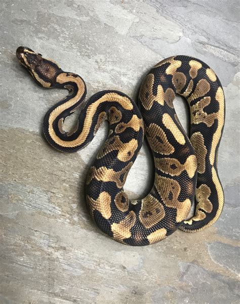 Specter Ball Python By Firestorm Reptiles Morphmarket